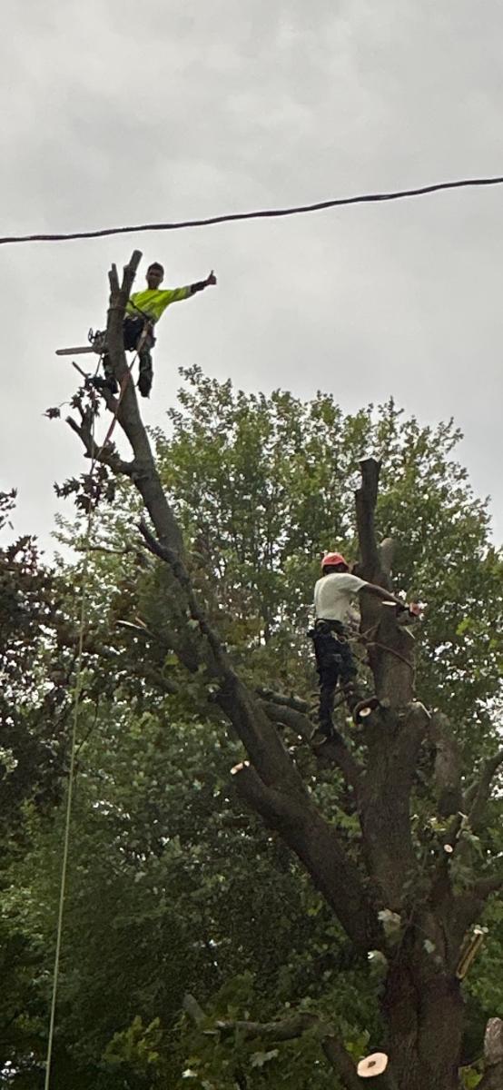 Good Guys Tree Service, Des Moines, IA